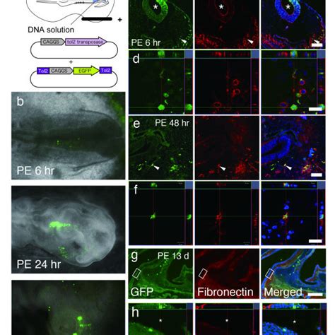 Identification Of Neural Crest Derived Cells In The Olfactory Download Scientific Diagram