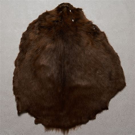 Eurasian Beaver Tanned Fur Pelt Skin Hide For Sale Real Decor