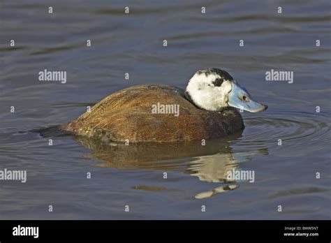 White Headed Duck Oxyura Leucocephala Adult Male Swimming Stock