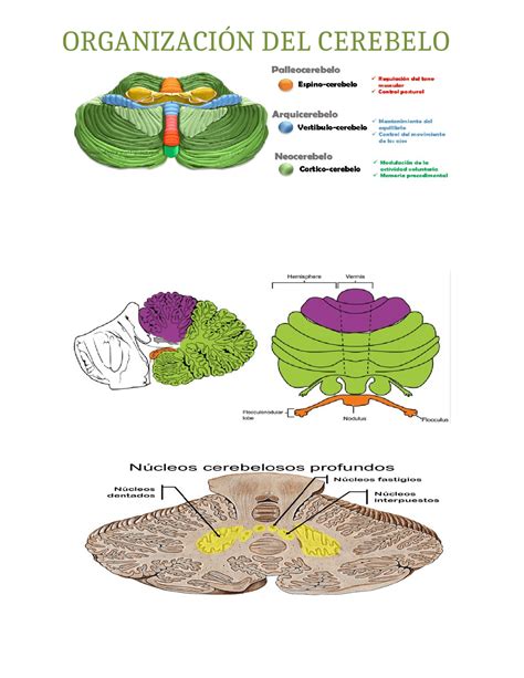 Clase De Sistema Nervioso Autonomo Resúmenes De Neurología Docsity