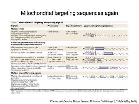 Ppt The Pathways Of Protein Targeting Powerpoint Presentation Free
