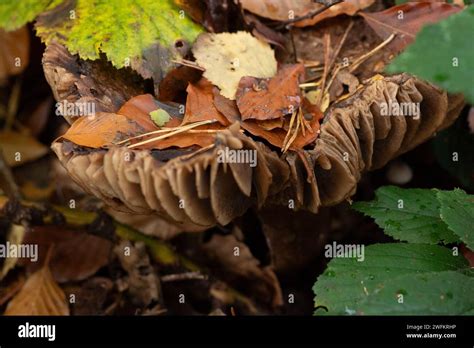 The Fascinating World Of Autumnal Woodland And Grassland Fungi Credit