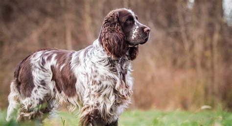 How Much Is A English Springer Spaniel