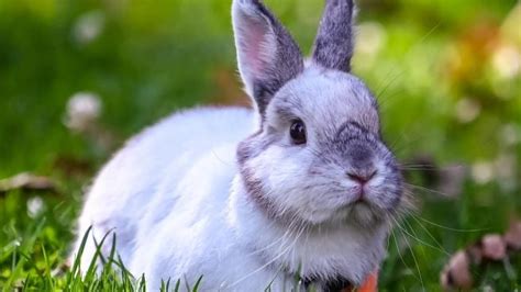 Las 15 Mejores Razas De Conejos Para Mascota 52 Off