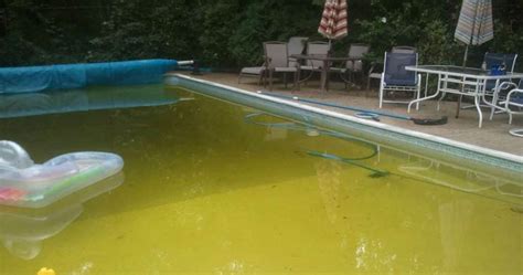 How To Remove Mustard Algae From Your Swimming Pool