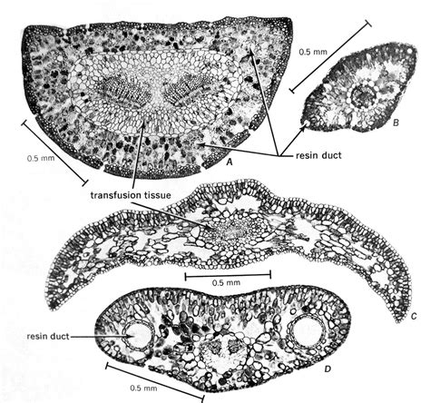 Lecture 20 Leaves Variation