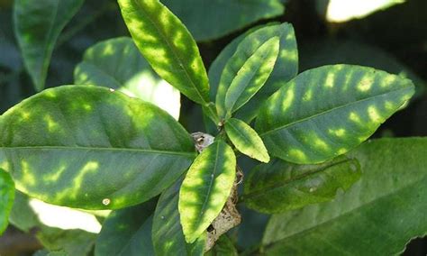 Plant Nutrient Deficiency Guide