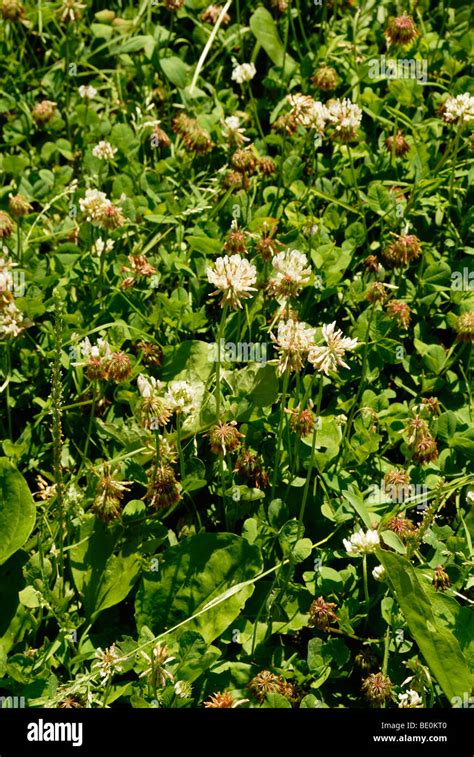 Clover Grass Front Yard At Daniel Hedlund Blog