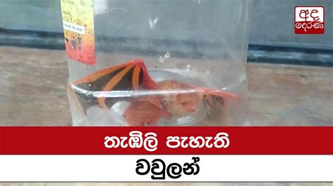 තැඹිලි පැහැති වවුලන් Youtube