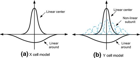 A The Receptive Field Model Of X Cell B The Receptive Field Model Of Y Download Scientific