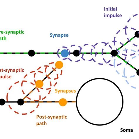 visual representation scheme for synapses two static particles blue
