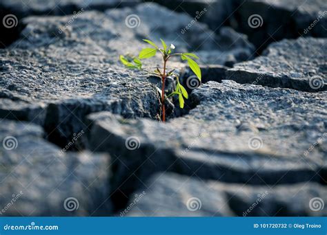 Sprout Plants Growing On Very Dry Cracked Earth Stock Photo Image Of Soil Sand