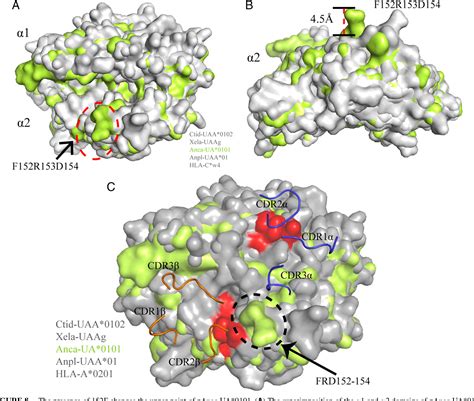 Figure 8 From The Crystal Structure Of The Mhc Class I Mhc I Molecule
