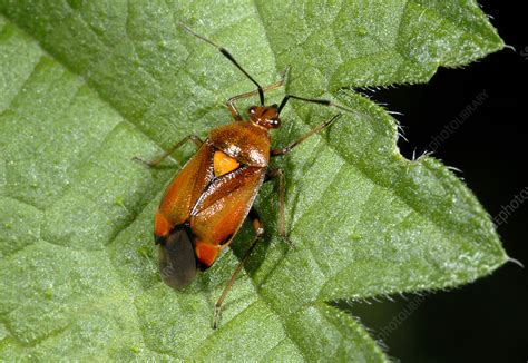 Mirid Bug Stock Image C0259518 Science Photo Library