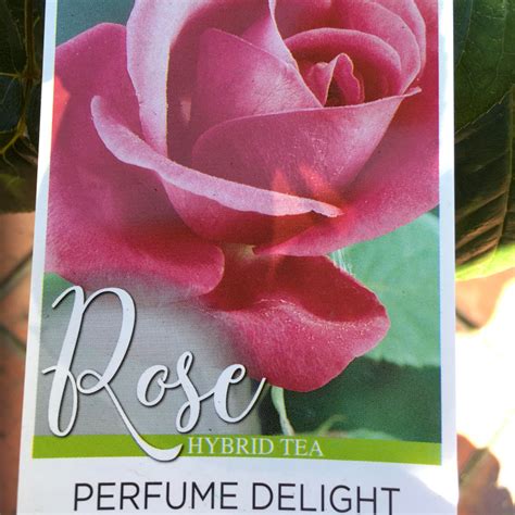 Perfume Delight Bush Rose Acornnursery
