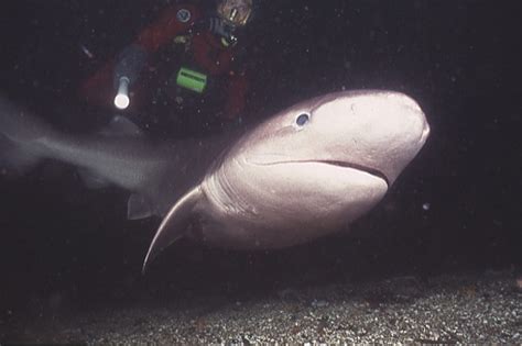 Puget Sound Shark Teeth
