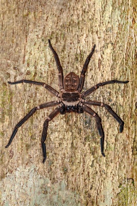 Giant Huntsman Spider On Tree Madagascar Stock Image Image Of