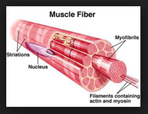 Muscle Structure And Function Flashcards Quizlet