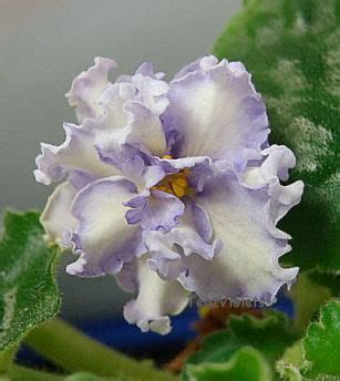 African Violet - Lacey's Determination! RARE! 63 in 2022 | African ...