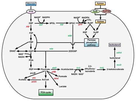 Microorganisms Free Full Text Engineering Escherichia Coli For
