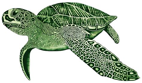 Turtle Reproduction Capefeartorch