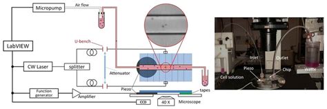 Schematic Diagram Of The Experiment Setup And An Image Of The Microchip Download Scientific
