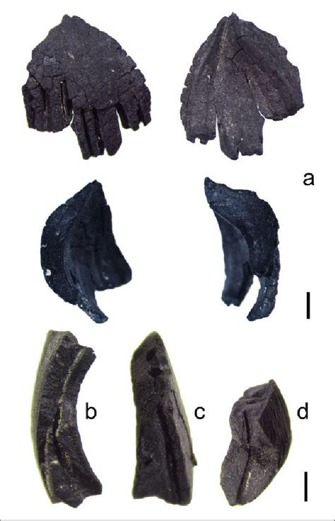 The Charred Hazelnut Shells Recovered From The Beiniu Site Scale Bar