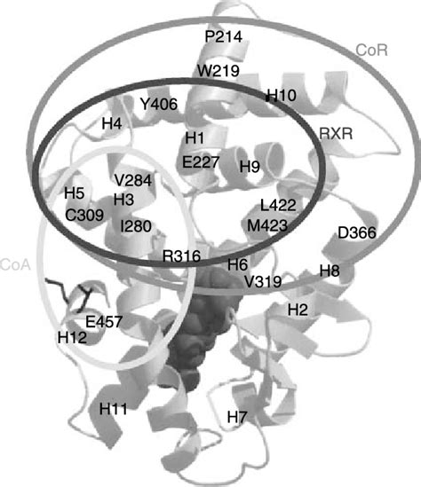 Three Dimensional Model Of The Tr Ligand Binding Domain The Structure