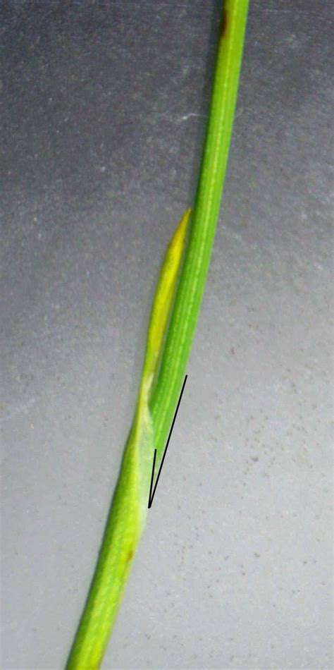Trichophorum Germanicum Deergrass — Bsbi Vc77