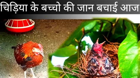 Murgiya Bimar Ho Gaye Aj Birds Ki Jaan Bachya Hamne Youtube
