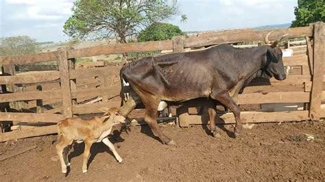VACA DIFICULDADE PARA AMAMENTAR BEZERRO RECEM NASCIDO OQUE FAZER