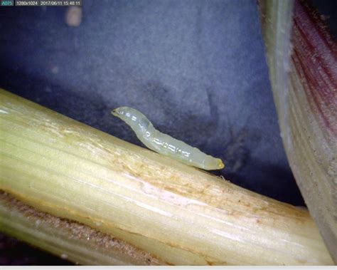 Wheat Stem Maggot In Corn Plan On Scouting Your Cover Crop Fields This