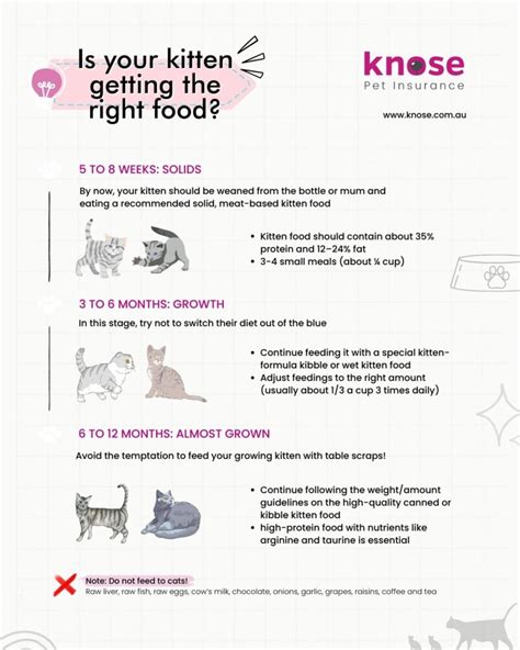 Tips For Raising An Affectionate Cat Cutestcat S Blog