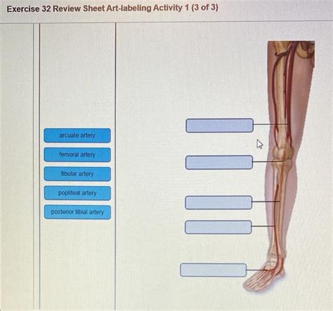Solved Exercise Review Sheet Art Labeling Activity Chegg