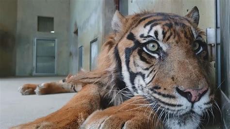 【天国へ】国内最高齢オスのスマトラトラ「クンデ」 名古屋・東山動植物園 Youtube