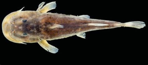 Chiloglanis Mongoensis