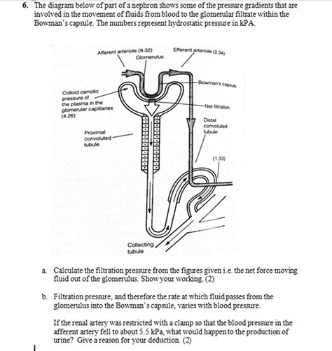 Solved The Diagram Below Of Part Of A Nephron Shows Some Of The Answer Transtutors
