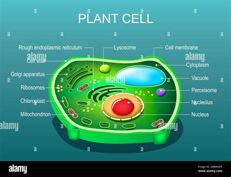Vacuole Plant Cell Diagram