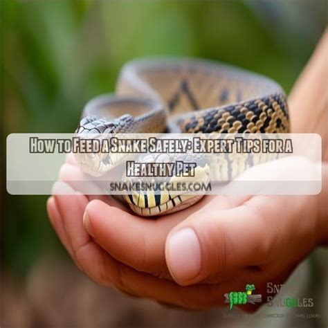 How To Feed A Snake Safely Expert Tips For A Healthy Pet