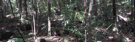 Forest Dynamic Plot Flora Conservation Kadoorie Farm And Botanic Garden