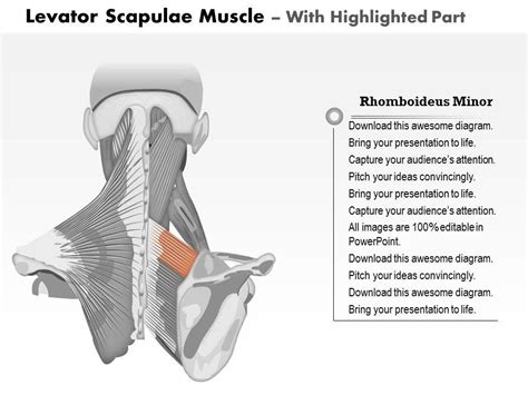 Levator Scapulae Origin And Insertion