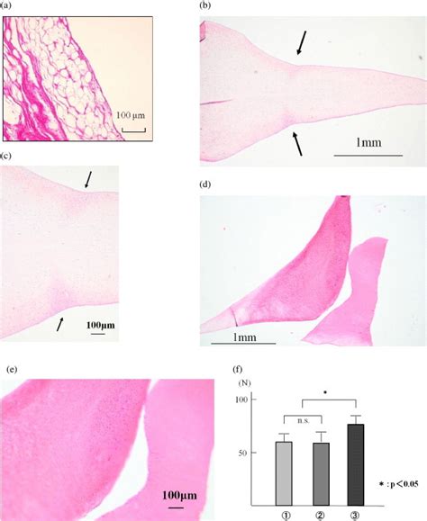 Effectiveness And Biocompatibility Of A Novel Biological Adhesive Application For Repair Of