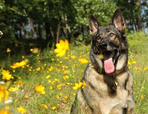 The Best Calming Supplements For Anxious Dogs Your Dog Advisor