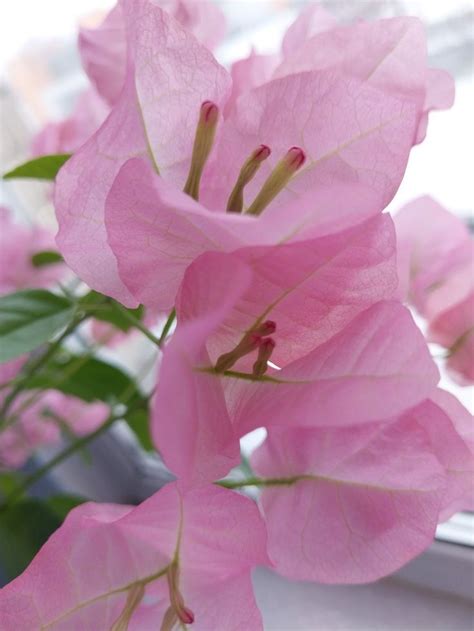 Bougainvillea Australian Pink | Bougainvillea, Flowers, Tropical plants
