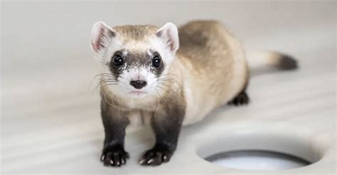 Cloning Of Black Footed Ferrets From Cryopreserved Tissue