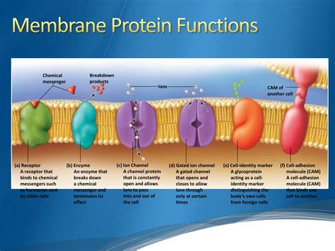 Protein Function On Cell Membrane At Horace Gant Blog