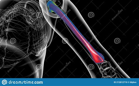 Menselijk Skeletanatomie Ulna Bot 3d Rendering Stock Illustratie