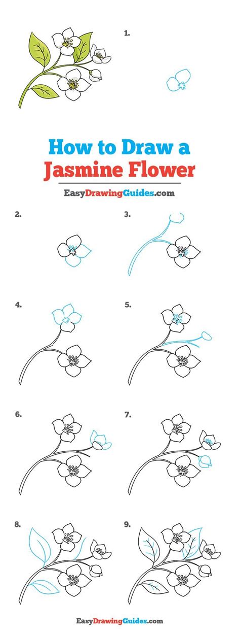 How To Draw A Jasmine Flower