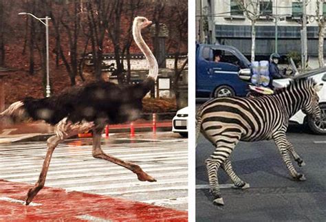 성남에 타조가 떴다 얼룩말 탈출에 이어 Cbc뉴스 Cbcnews