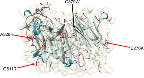 A Crystal Structure Of Sorla Vps10p Domain In Ligand‐free Form With